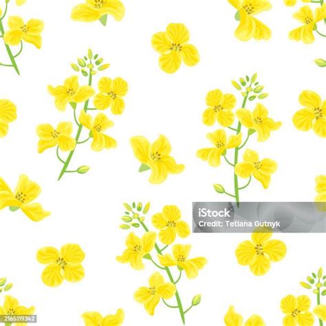 유채꽃 완벽 한 패턴입니다 식물 배경 벡터 만화 평면 그림입니다 개화기에 대한 스톡 벡터 아트 및 기타 이미지 개화기 겨자 계피 Istock
