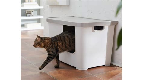 Best Cat Litter Box Setup