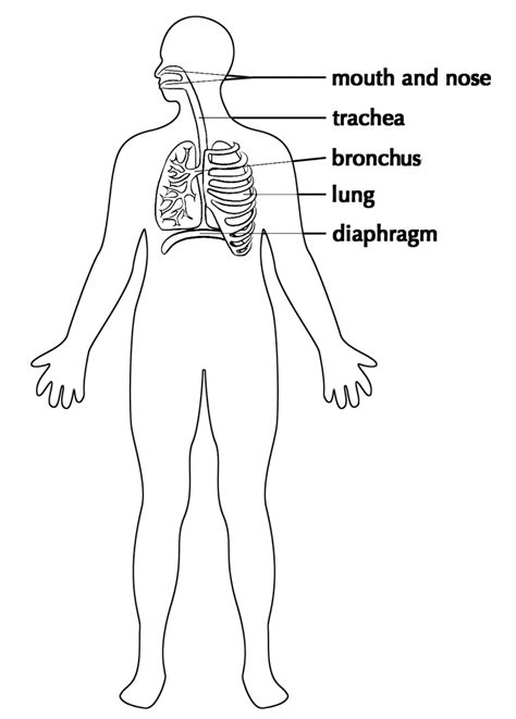 Respiratory System Diagram Coloring Page Free Printable