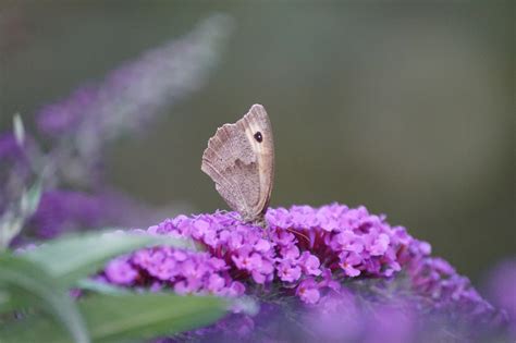 Insect Entomology Butterfly Free Photo On Pixabay Pixabay