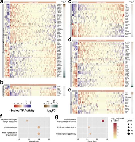 Differential Transcription Factor Activity Between Normal Prostates And