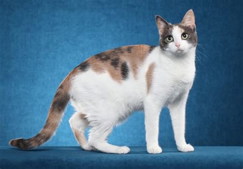 Oriental Shorthair Tica The International Cat Association