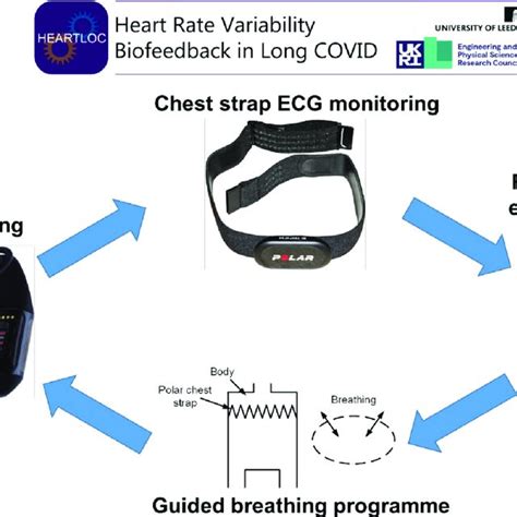 Heart Rate Variability Biofeedback Hrv B Using A Breathing Technique Download Scientific