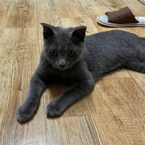 고양이 스코티쉬 폴드 믹스 지식in