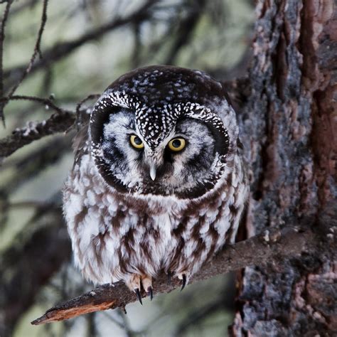 All 15 Owls In Washington With Sounds And Pictures