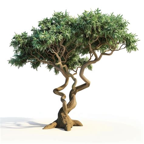 Java Olive Tree Images Free Download On Freepik