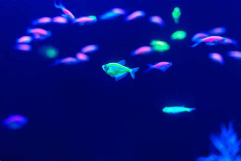 Purple Freshwater Fish