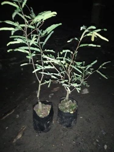 Emli Fruit Plant At ₹ 51 Piece Mango Tree In Kolkata Id 24063358733