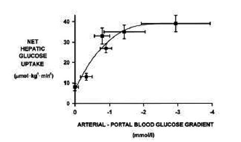 the relationship between net hepatic glucose uptake and the rate of