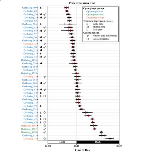 Peak Expression Times Of Periodically Expressed Cyanophage Genes The Download Scientific