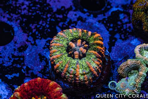 Ultra Button Scoly Queen City Corals