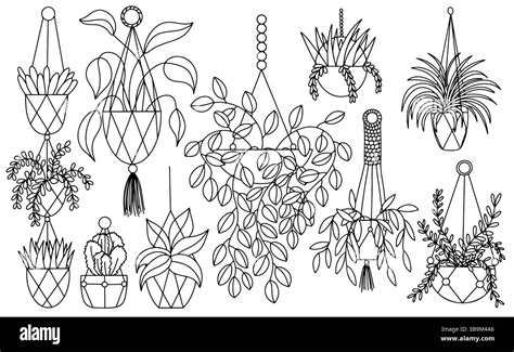 Macrame Hanging Home Plants Sketch Vector Set Stock Vector Image And Art Alamy