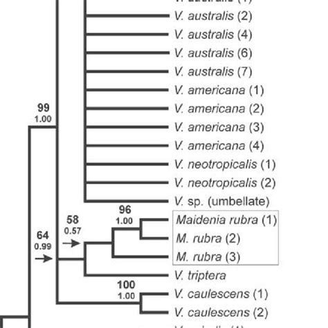 Strict Consensus Tree Derived From Mp Analysis Of Trnk 5 Intron Data