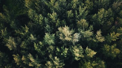 How Much Does Your Tree Weigh The Answer Is In Space