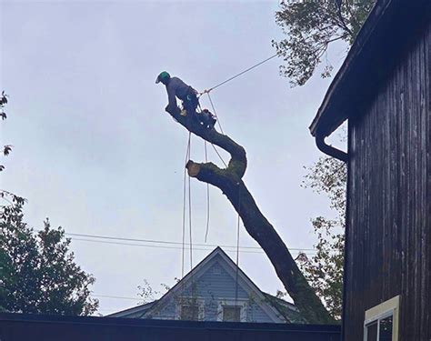 Tree Removal Services In Grays Harbor