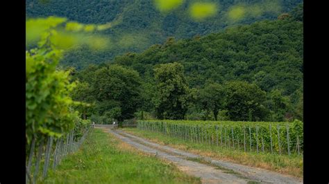 იყიდება ახალი ღვინის ქარხნა კახეთში თელავის რნ ნი სოფ ნაფარეულში Youtube