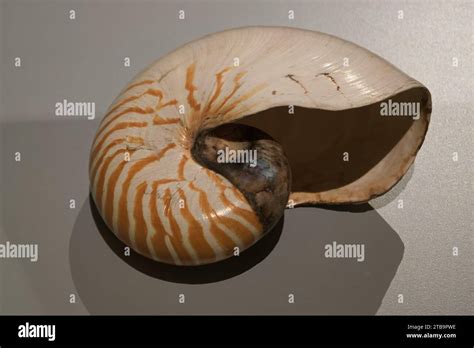 Shell Snail Ancient Animal Fossil Beautiful Cephalopod Paleontology