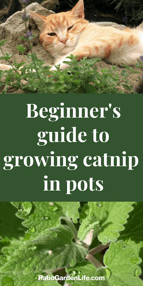 Growing Catnip In Pots From Seeds Patio Garden Life