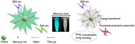 Luminescence Vol 39 No 1