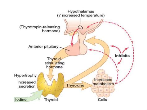 Thyroid Gland Regulation Ppt