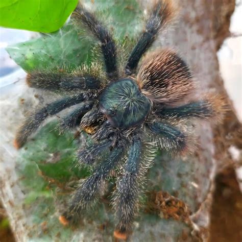 Avicularia Avicularia Guyana Pink Toe Sling 1 2cm — Spider Farm