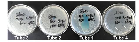 Team Njmu China Engineering