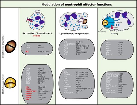 Immune Evasion Factors Targeting Neutrophils From Staphylococcus Aureus
