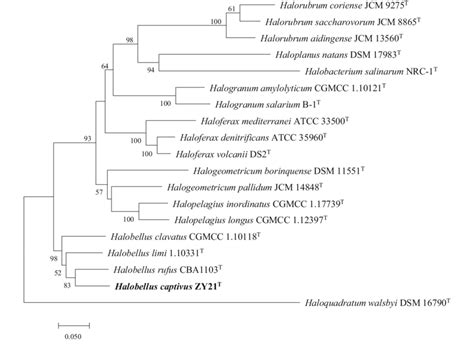 Maximum Likelihood Mlsa Phylogenetic Tree Of Concatenated Multiple