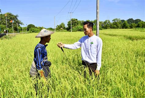 ကျောက်ဖြူမြို့နယ်၌ မိုးစပါးမျိုးစေ့ထုတ်စိုက်ခင်း မျိုးကွဲများကင်းစင်ပ