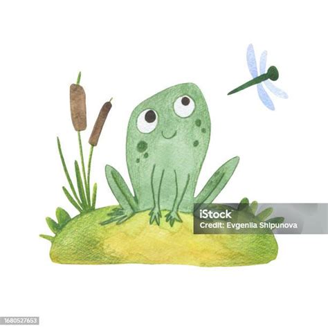 재미있는 개구리의 수채화 그림입니다 뿔풀과 잠자리로 둘러싸인 습지 범프에 만화 두꺼비 갈대속 벼과에 대한 스톡 벡터 아트 및