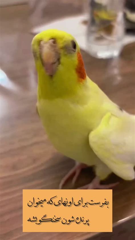 ‎حال خوب‎ ‎ازدست جیگر چکار کنیم نمیگذاره بچه بخوابه😂 عروسهلندیدستی