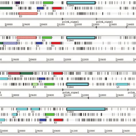 Multiple Sequence Alignment Of The Hexon Proteins Of Hadv Serotypes 2 Download Scientific