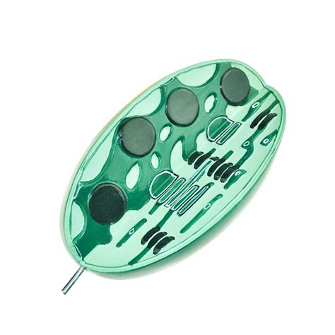 Buy Fxq Chloroplast Structure Model Anatomical Microscopic