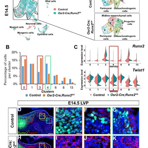 Loss Of Runx2 Results In Altered Cell Fate Of Cranial Neural Crest