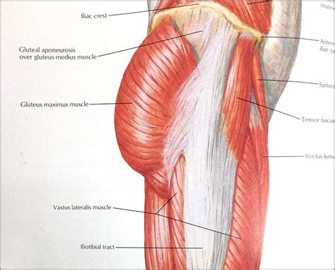 Codesign To Be Frank The Life And Art Of Frank H Netter