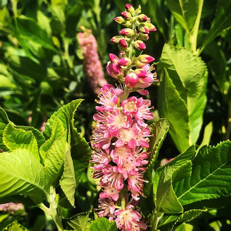 Ruby Spice Summersweet For Sale Online The Tree Center