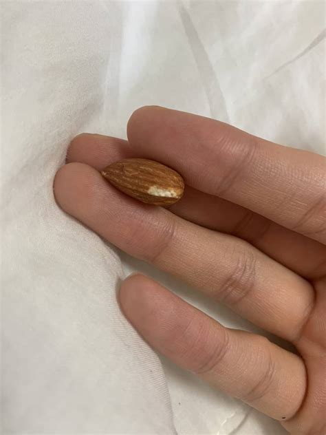 아몬드 이거 곰팡이 핀걸까ㅠㅠ 봐줘 인스티즈 Instiz 익명잡담 카테고리