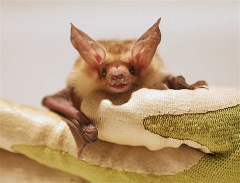 How You Can Go To Bat For Legislation To Make The Pallid Bat An