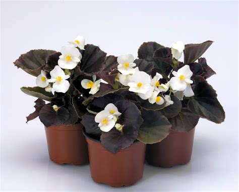Бегония вечноцветущая Найтлайф Белая Begonia semperflorens Nightlife ...