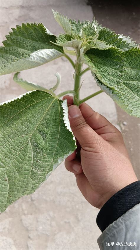 有什么瞬间，会让你深处的记忆涌现？今天感受到了，是嗅觉，儿时的味道！ 知乎