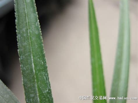 草叶锯齿 草叶 锯齿 大山谷图库