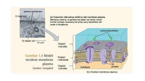 Kunci Jawaban Biologi Kelas Halaman Kurikulum Merdeka Aktivitas Dan Halaman