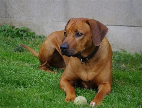 Rhodesian Ridgeback Boxer Mix Puppies