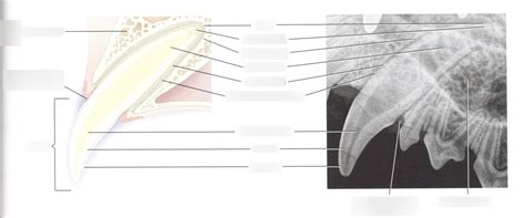 Diagram Of Dental Anatomy And X Rays Quizlet
