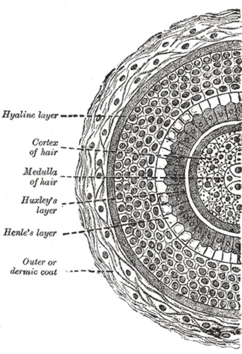 Hair Science Hair Structure 101 With Diagrams Hubpages