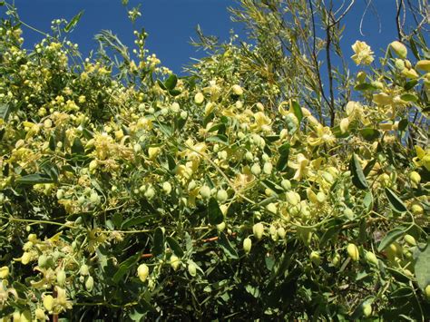 Clematis orientalis - Изображение особи - Плантариум
