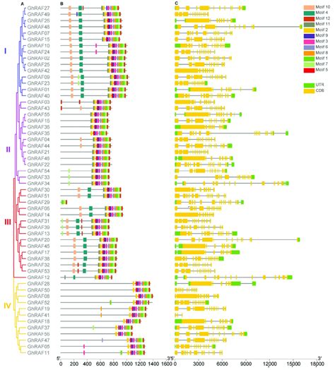 Phylogenetic Relationship Motif And Gene Structures Of Raf Gene Download Scientific Diagram