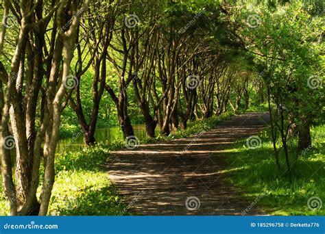 Forest Path Between The Trees The Trees Form An Arch With A Green Crown Stock Photo Image Of