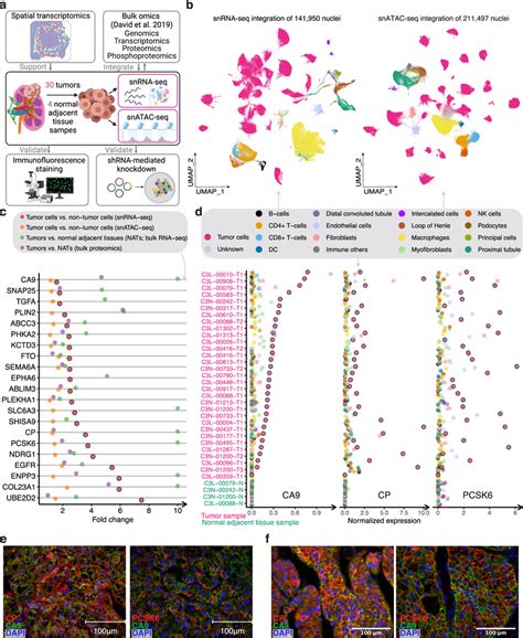 Snrna Seq Analysis Identifies Tumor Cell Specific Markers A Schematic Download Scientific