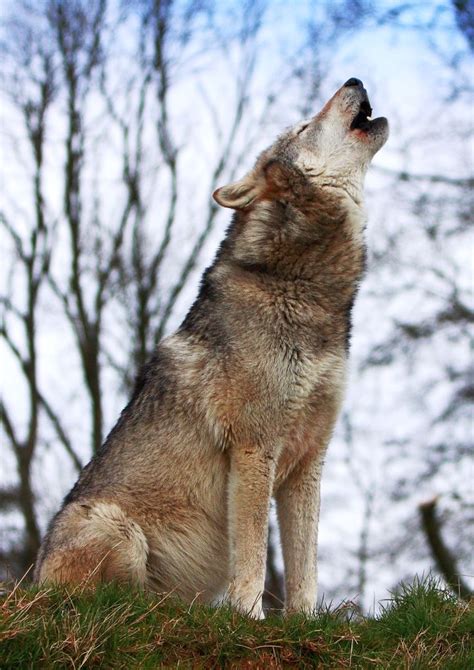 Howrse Wolf Howling Wolf Pictures Animals